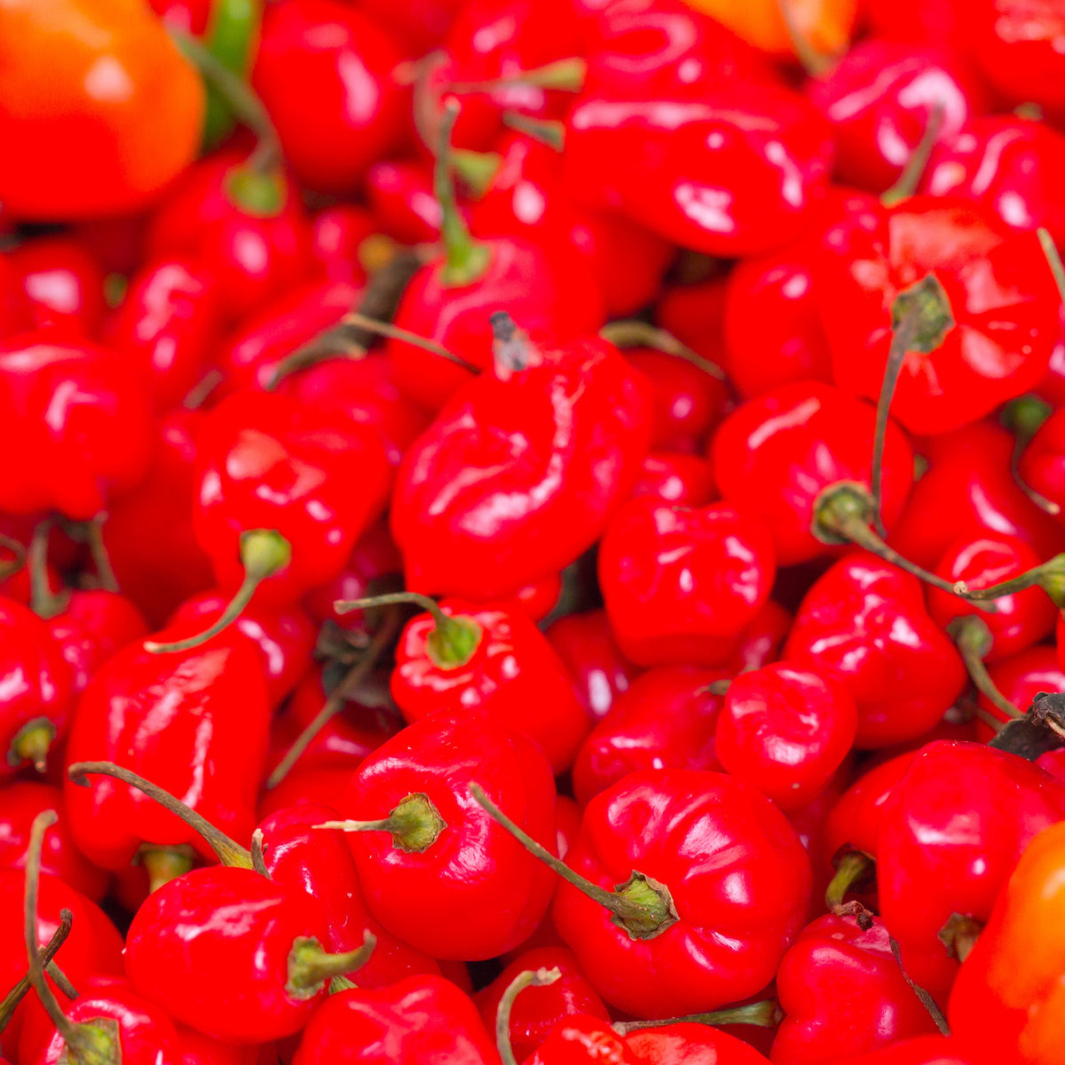 Shilly Shally - Réunion chili sauce | SHILLY SHALLY